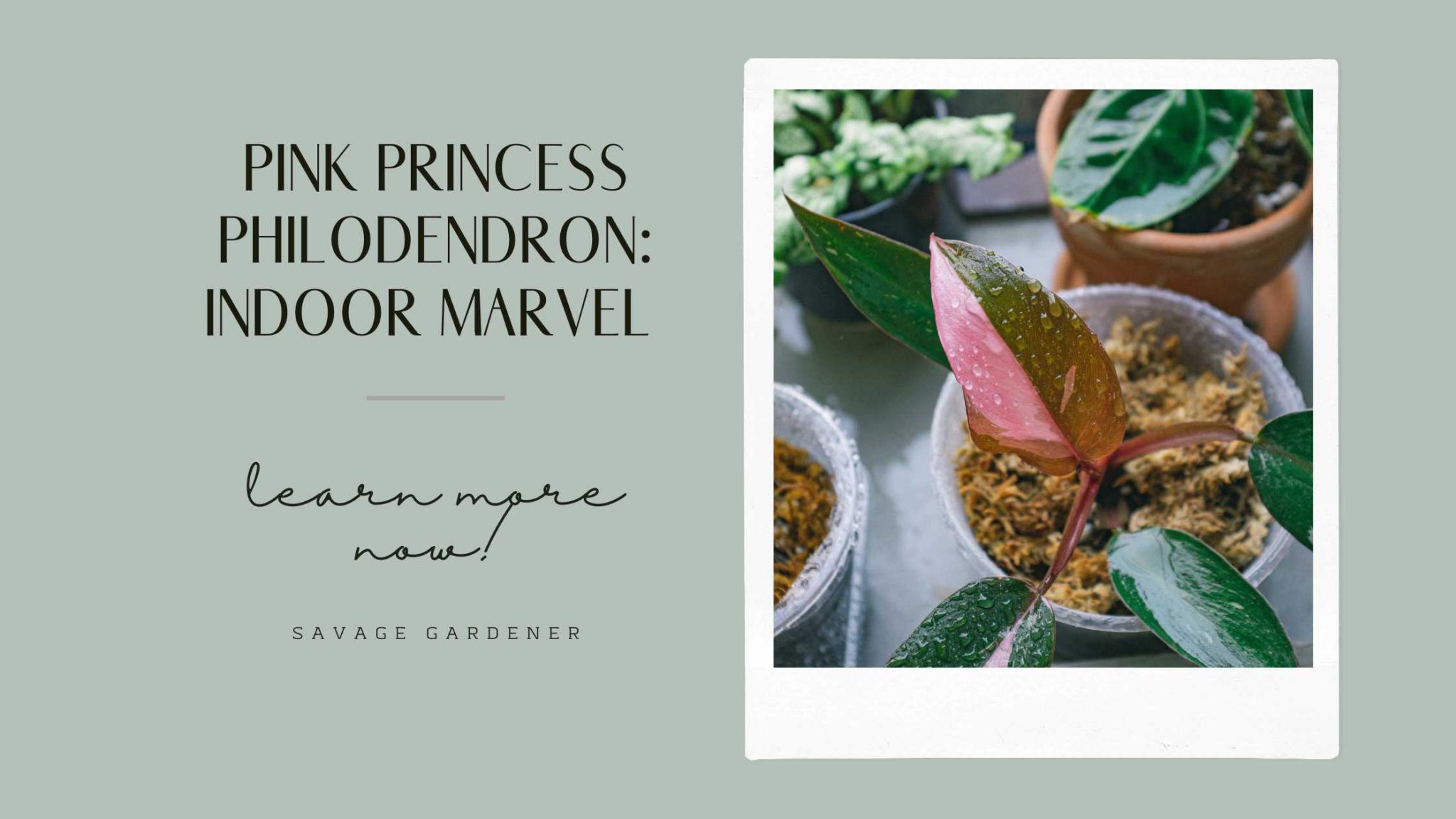 Pink Princess Philodendron: Indoor Marvel - Savage Gardener