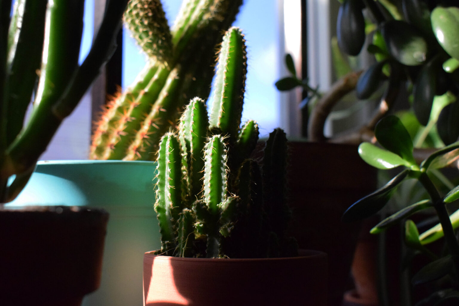 Cacti Care: The Ultimate Guide from Watering to Repotting - Savage Gardener