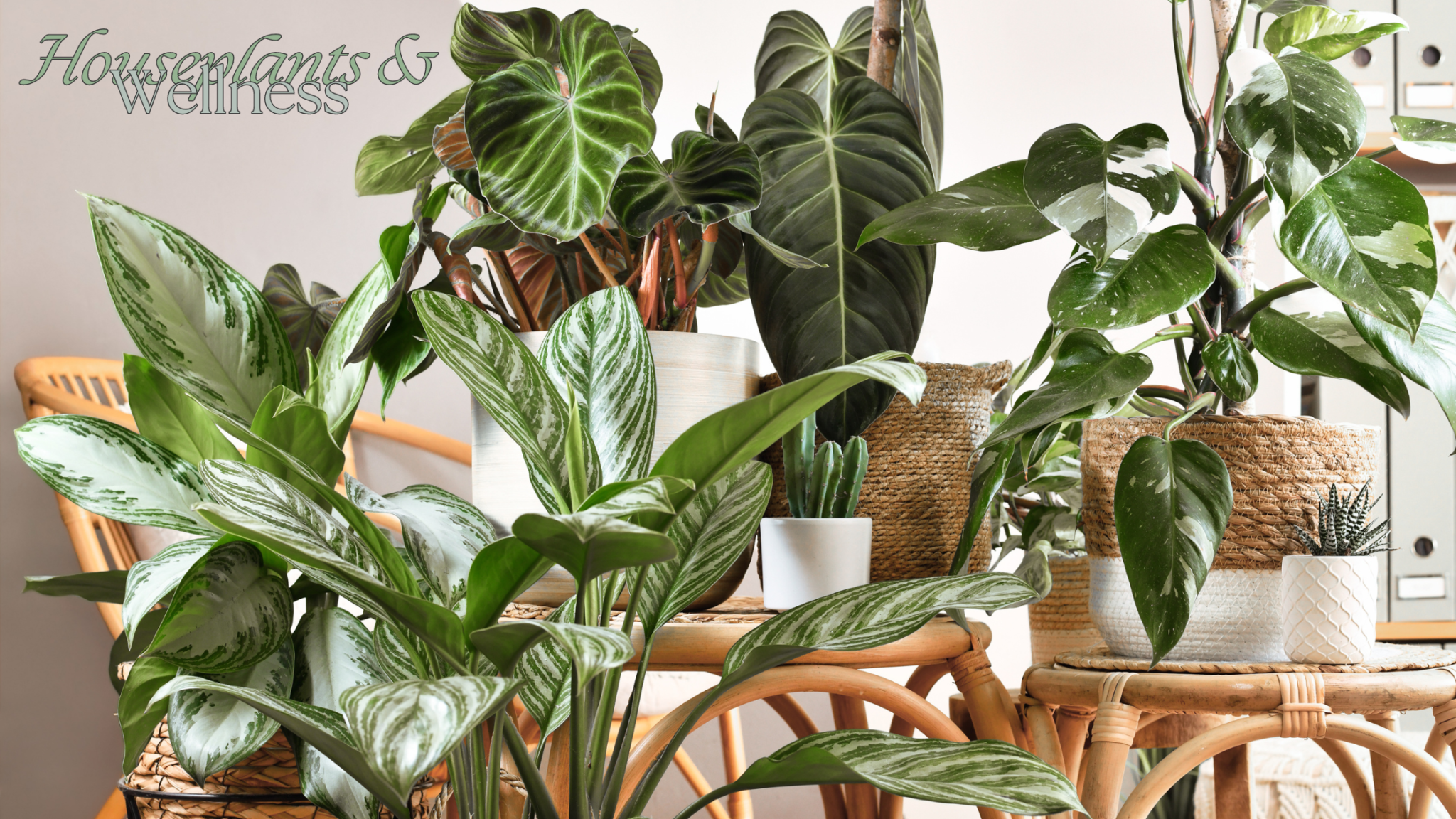 How to Boost Your Well-Being with Happy Houseplants - Savage Gardener