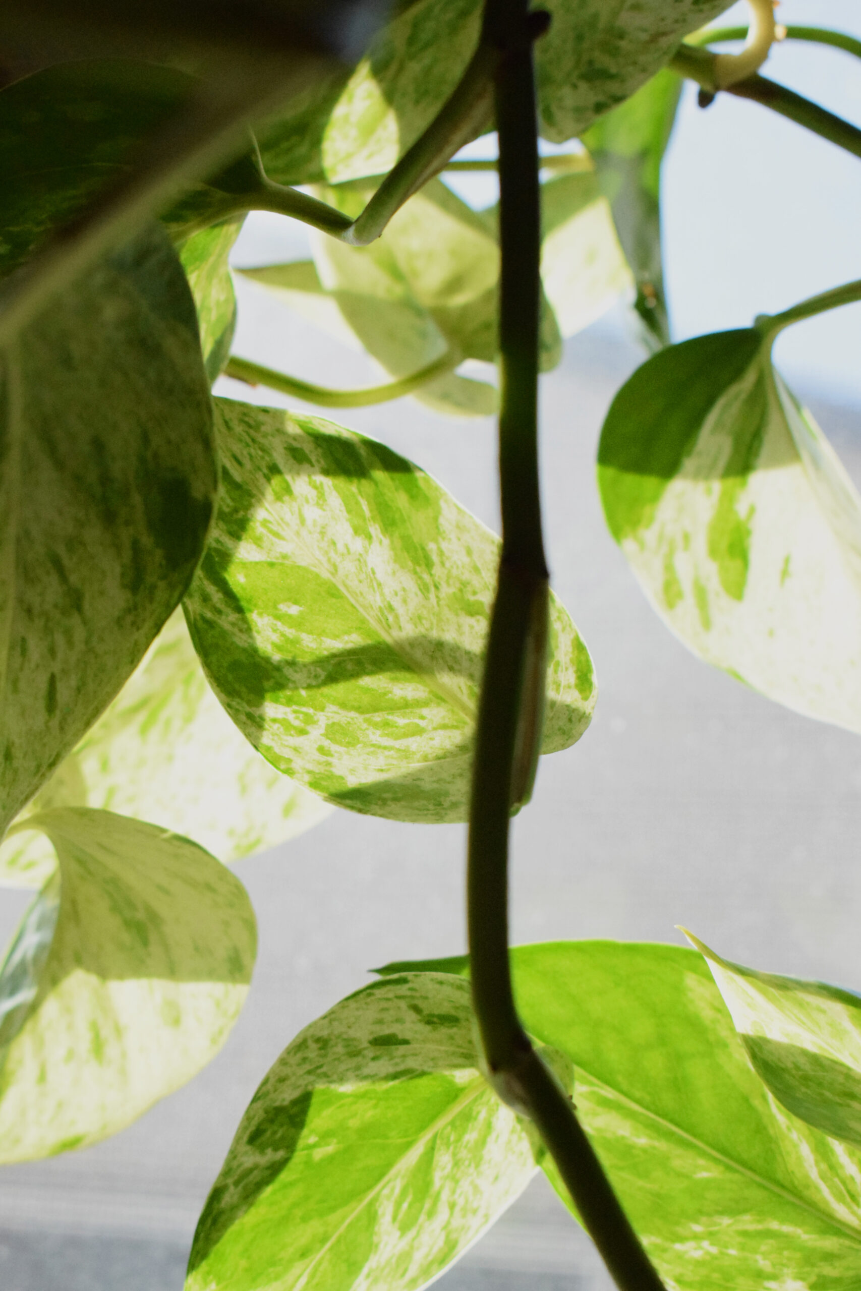 The Best Indoor Plants for National Indoor Plant Week - Savage Gardener