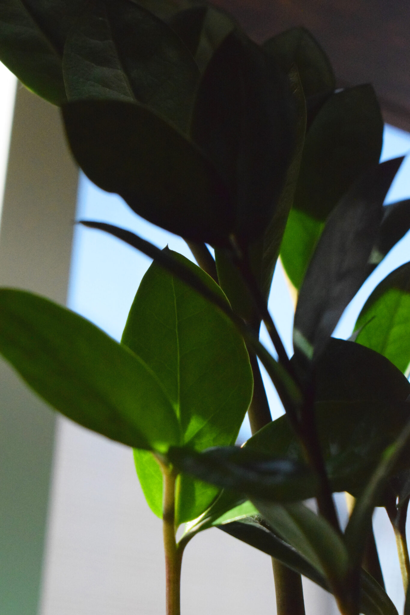 The Easy Guide to ZZ Plant Care - Savage Gardener