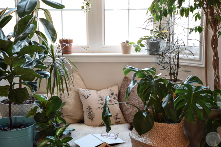 The Best Indoor Plants for National Indoor Plant Week - Savage Gardener