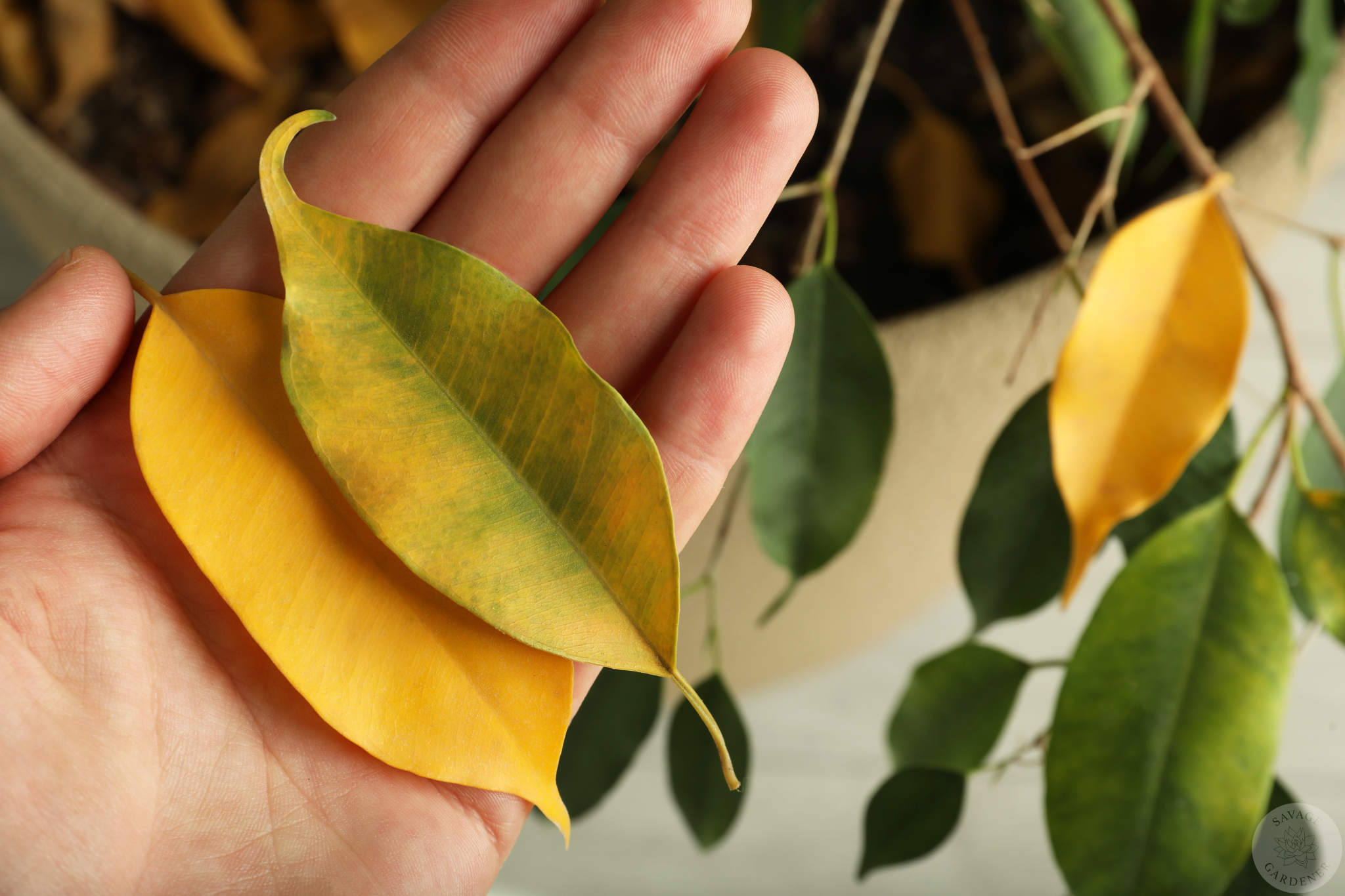 Why Do My Houseplants Have Yellow Leaves? Simple Fixes! - Savage Gardener